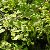 Choosing the Best Feature Tree for Your Garden - Evergreen Trees Direct