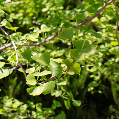 Choosing the Best Feature Tree for Your Garden | Evergreen Trees Direct