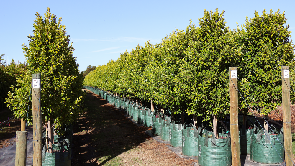 Ficus Hillii Flash: A Strong Green Hedge | Evergreen Trees Direct ...