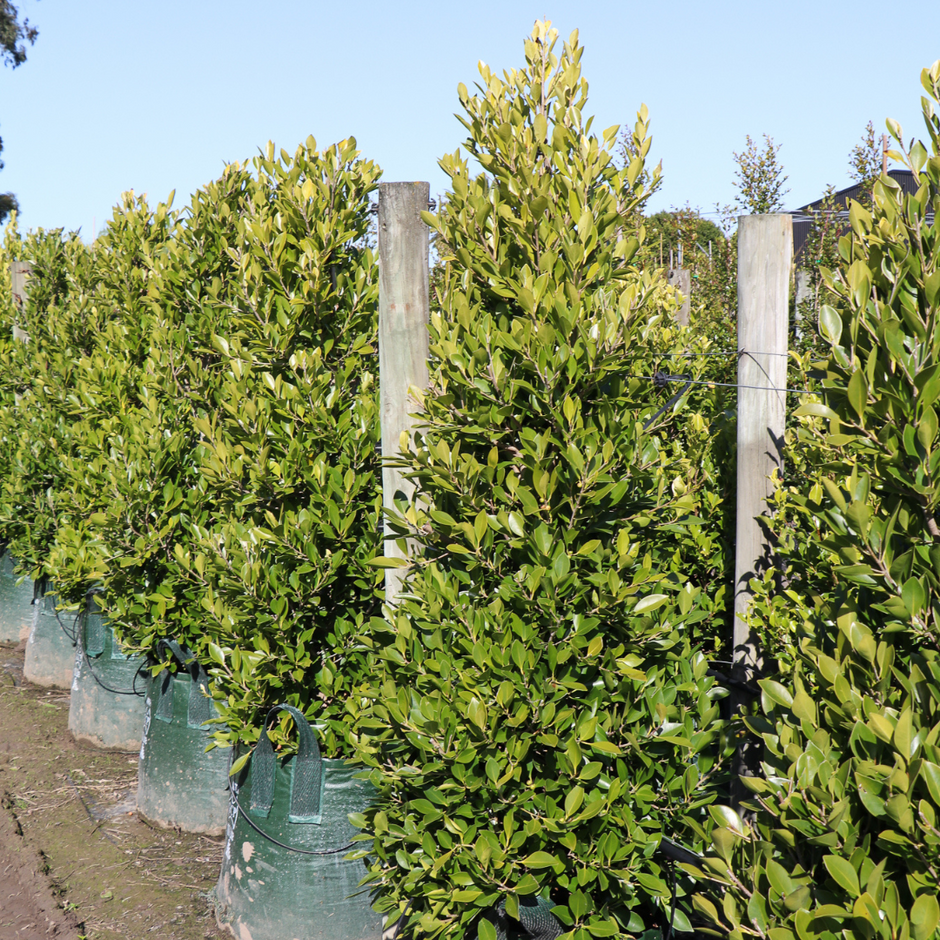 Ficus Hillii 'Flash' vs Ficus Hillii | Evergreen Trees Direct