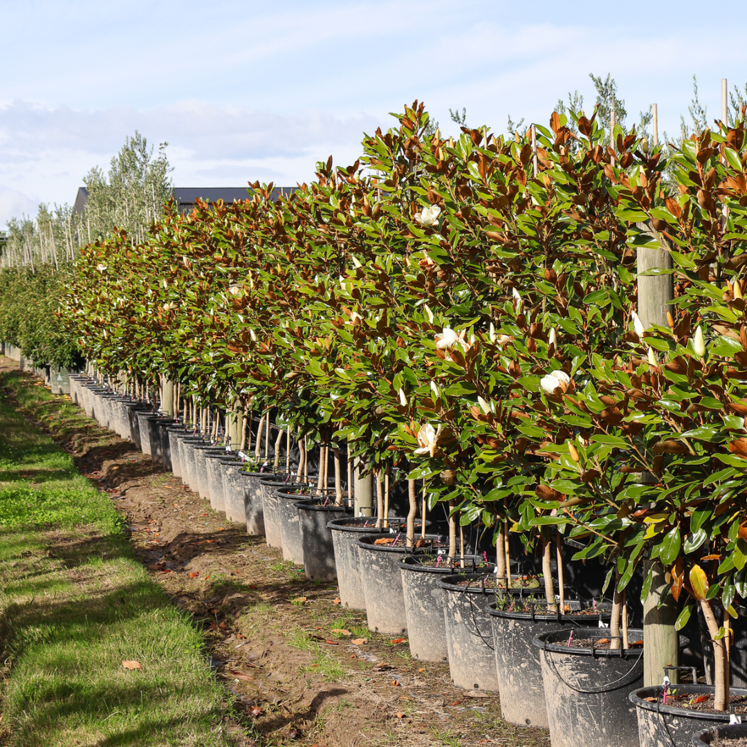 Dwarf Magnolia Trees