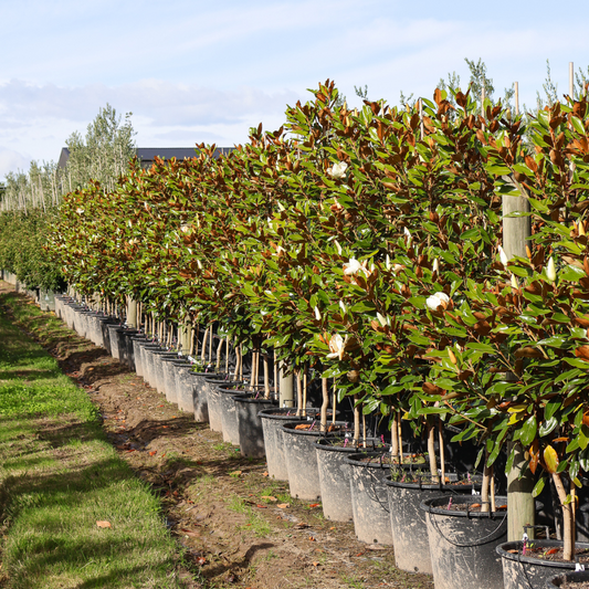 Plant Care Tips - Evergreen Trees Direct