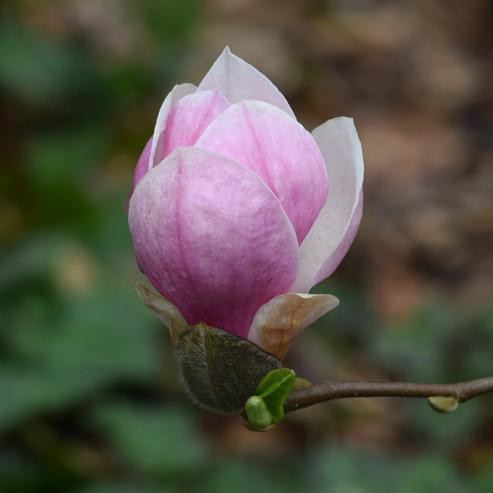 9 Best Feature Tree Options to Transform Your Garden - Evergreen Trees ...