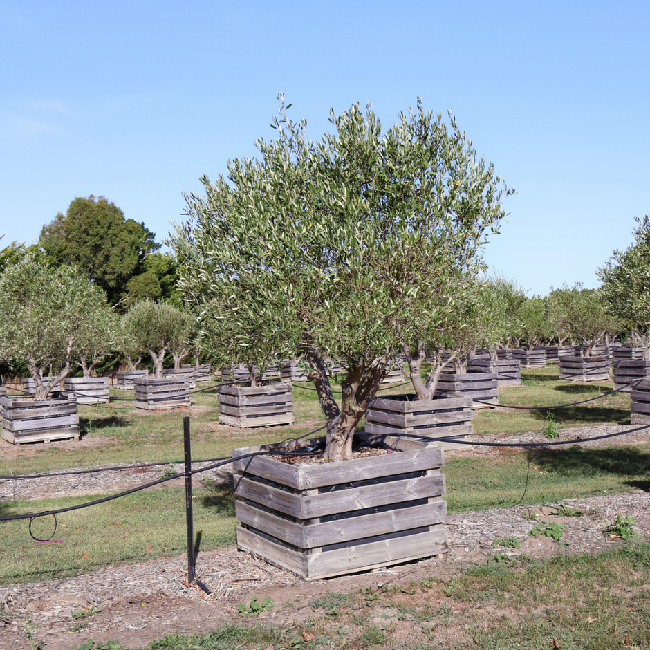 The Best Olive Trees for Your Garden: A Beginner's Guide | Evergreen ...