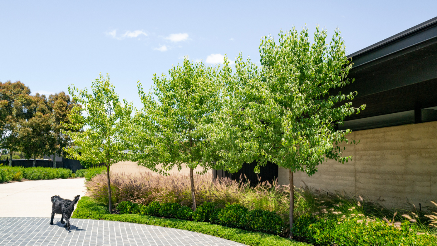 Top Trees for Frost-Resistant Winter Gardens in Australia