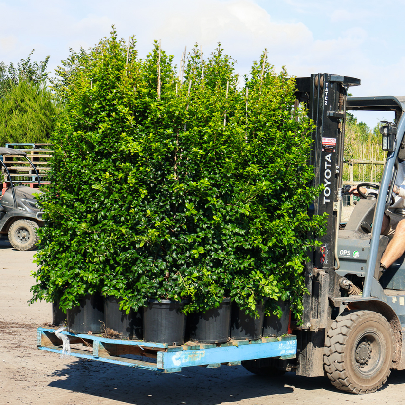 The Best Lilly Pilly to Hedge - Evergreen Trees Direct