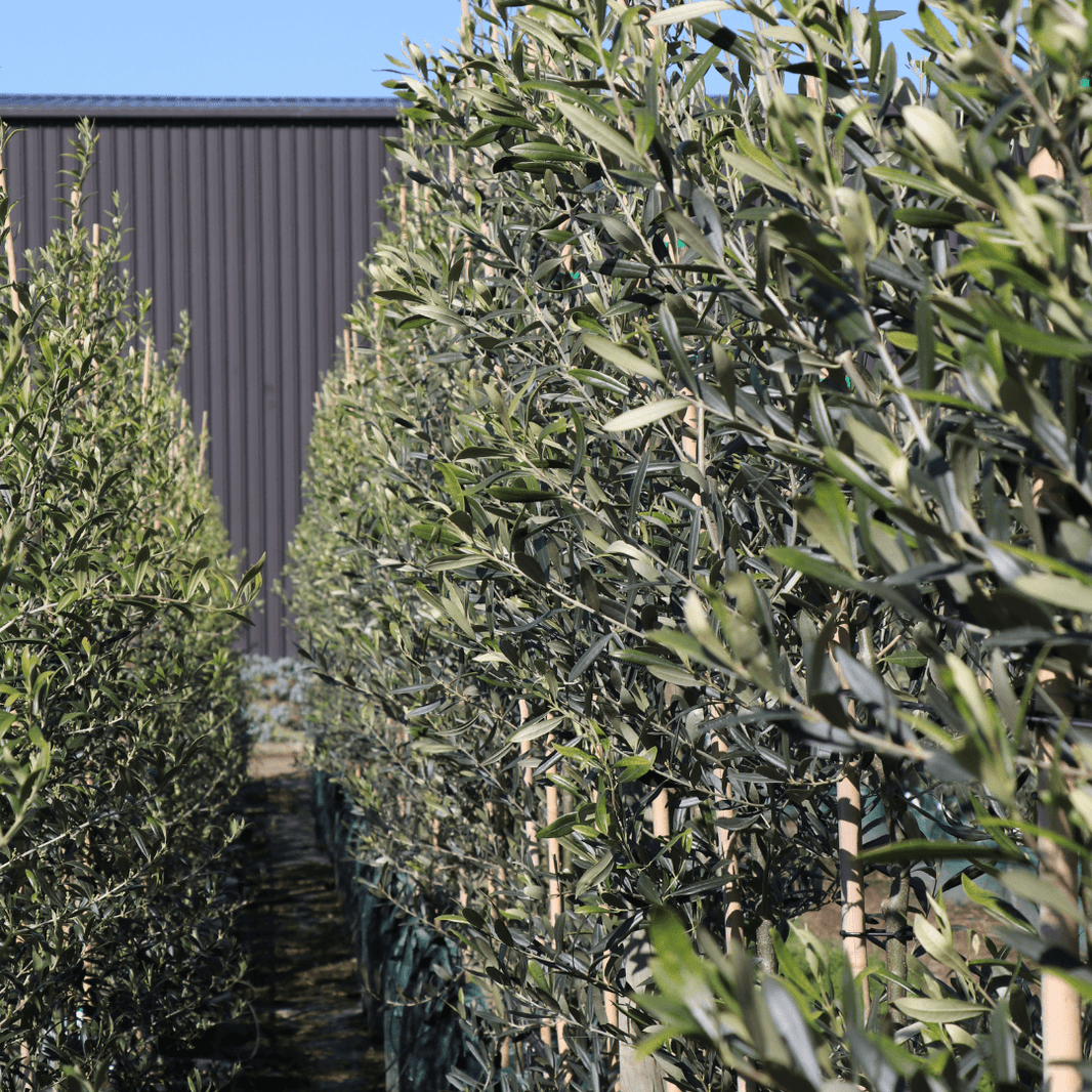The Best Olive Trees for your Garden - Evergreen Trees Direct