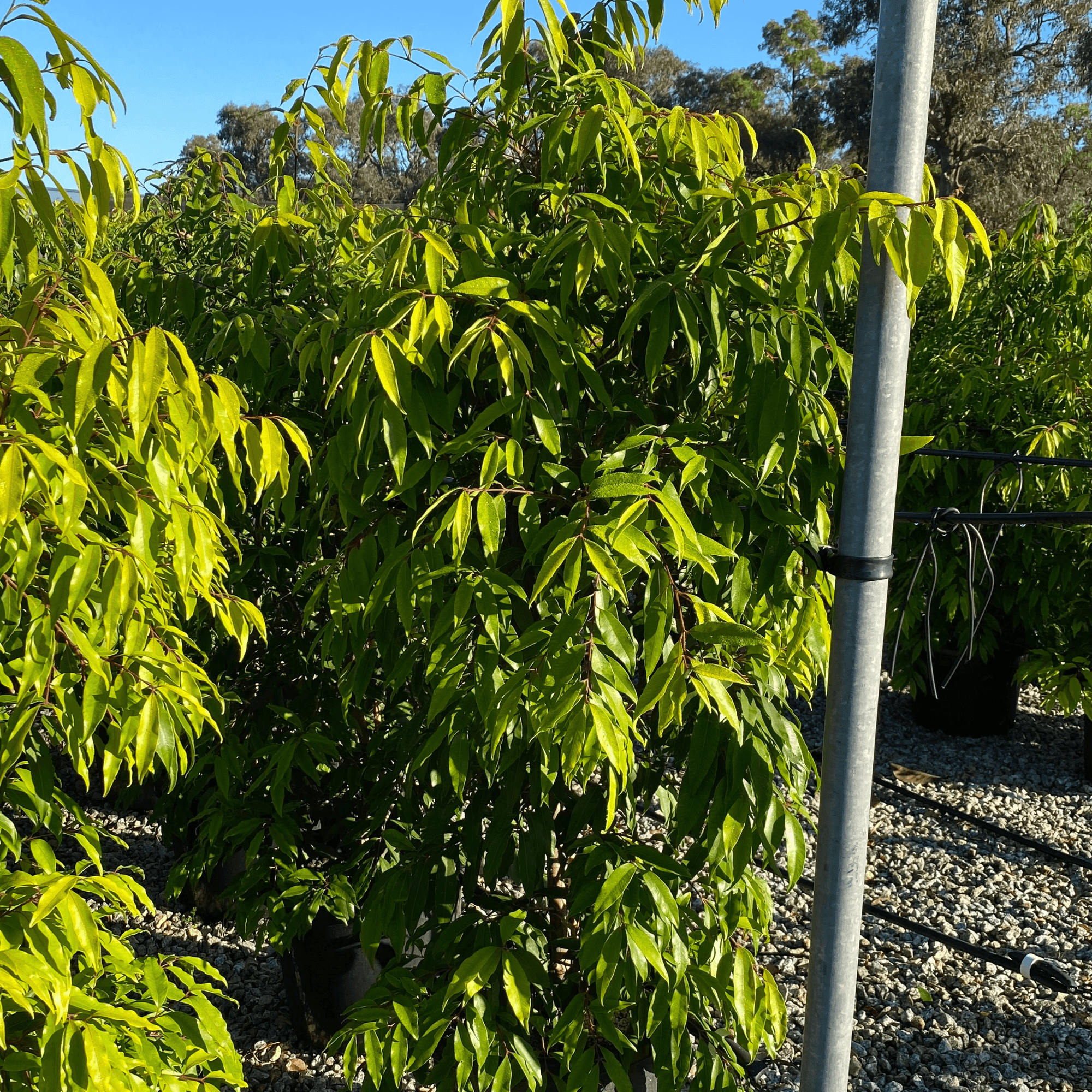 The Waterhousea Floribunda (Lilly Pilly) - The Perfect Hedging Tree fo ...