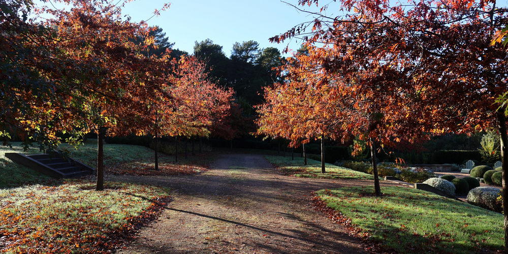 How to Properly Plant a Tree: A Step-by-Step Guide