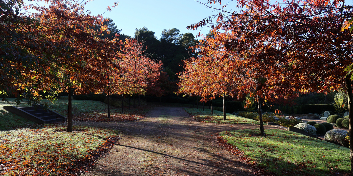 Top 5 Trees to Plant Along Driveways for a Grand Entrance