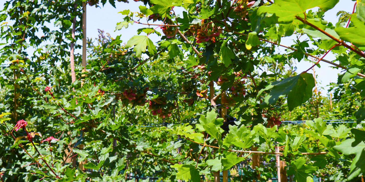 The Role of Trees in Sustainable Landscaping | Evergreen Trees Direct
