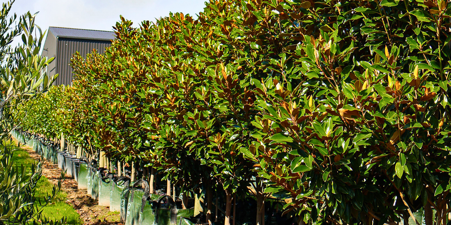Why Tree Spacing Matters in Garden Design | Evergreen Trees Direct