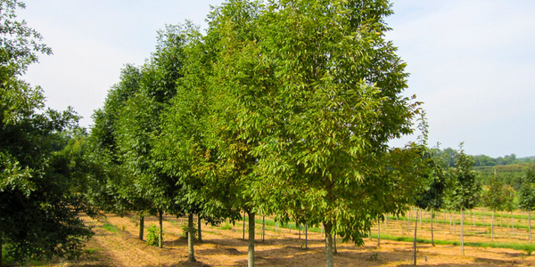 Using Trees to Improve Soil Quality and Erosion Control