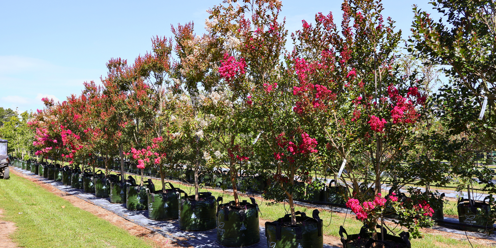 How to Plan Your Garden with Evergreen and Deciduous Trees | Evergreen ...