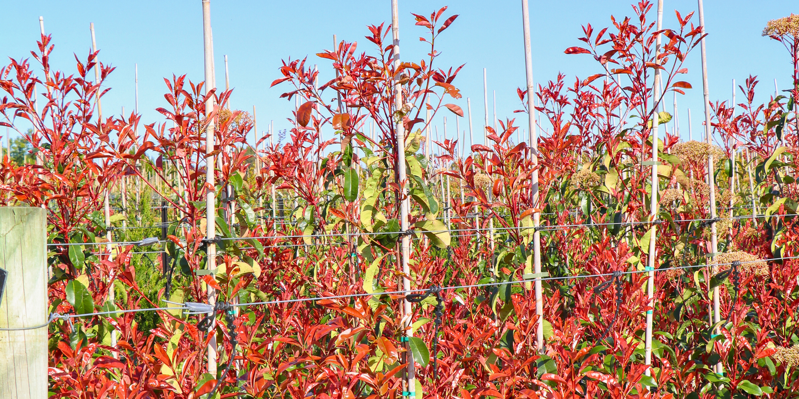 Natural Screens and Fences: Best Screening Trees | Evergreen Trees ...