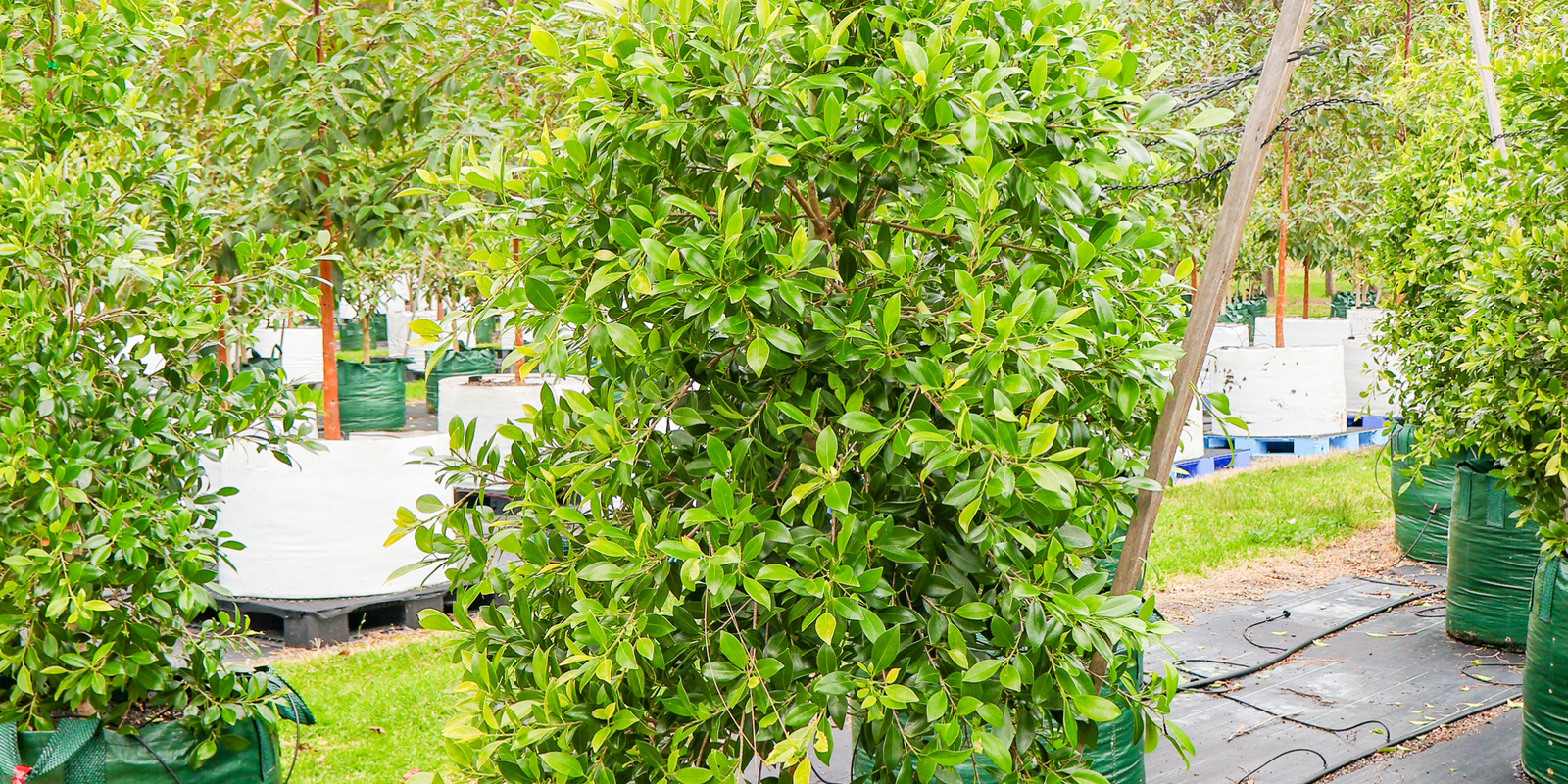 Evergreen Trees for Low-Maintenance Gardens | Evergreen Trees Direct