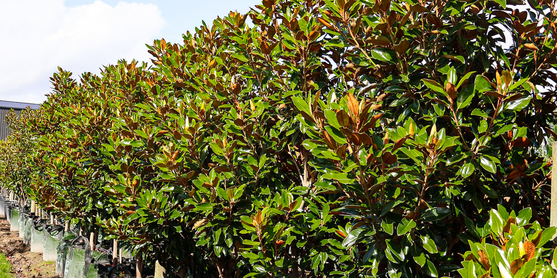 How to Choose the Perfect Feature Tree for Your Yard - Evergreen Trees ...
