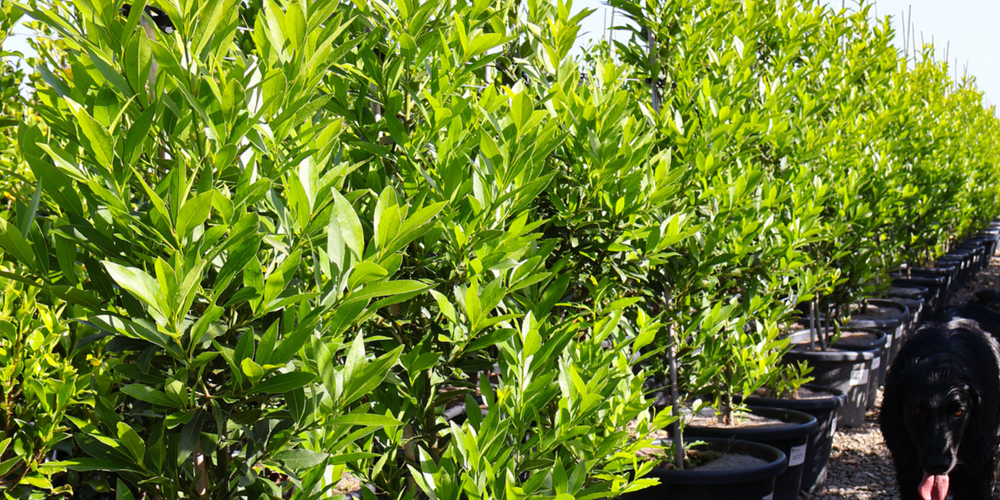 Top Evergreen Trees for Year-Round Beauty in Your Garden
