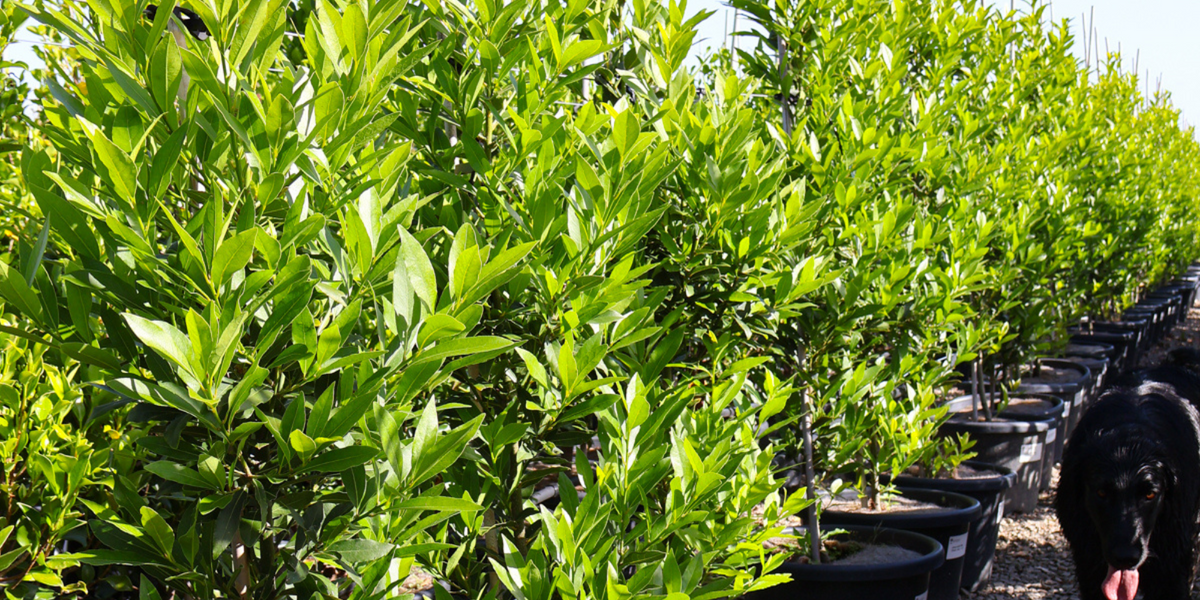 Top Evergreen Trees for Year-Round Beauty in Your Garden