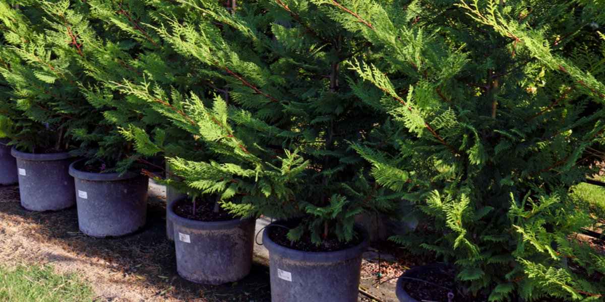 Best Trees for Frost-Prone Areas