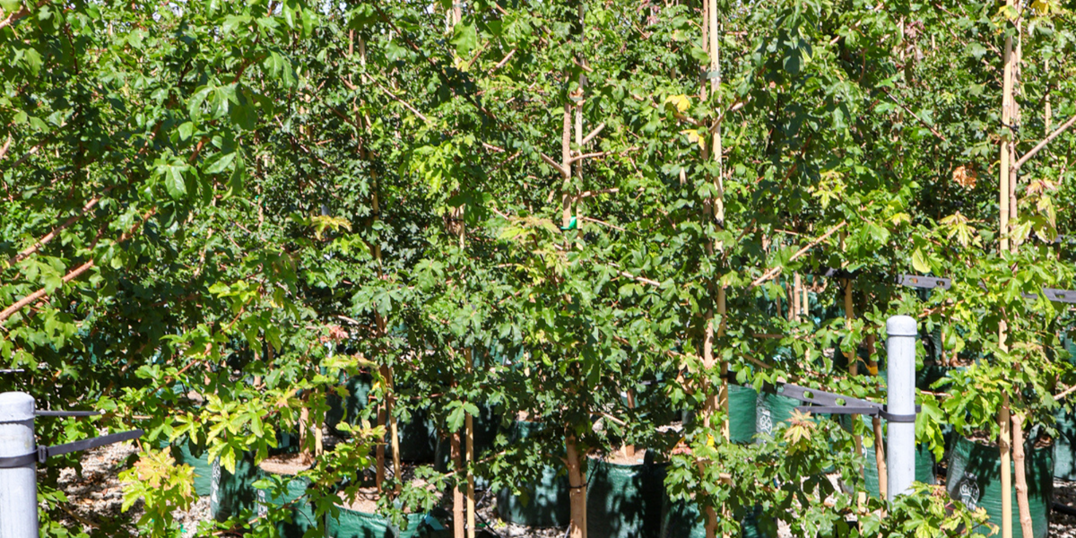 Creating a Lush Garden with Multi-Stemmed Trees