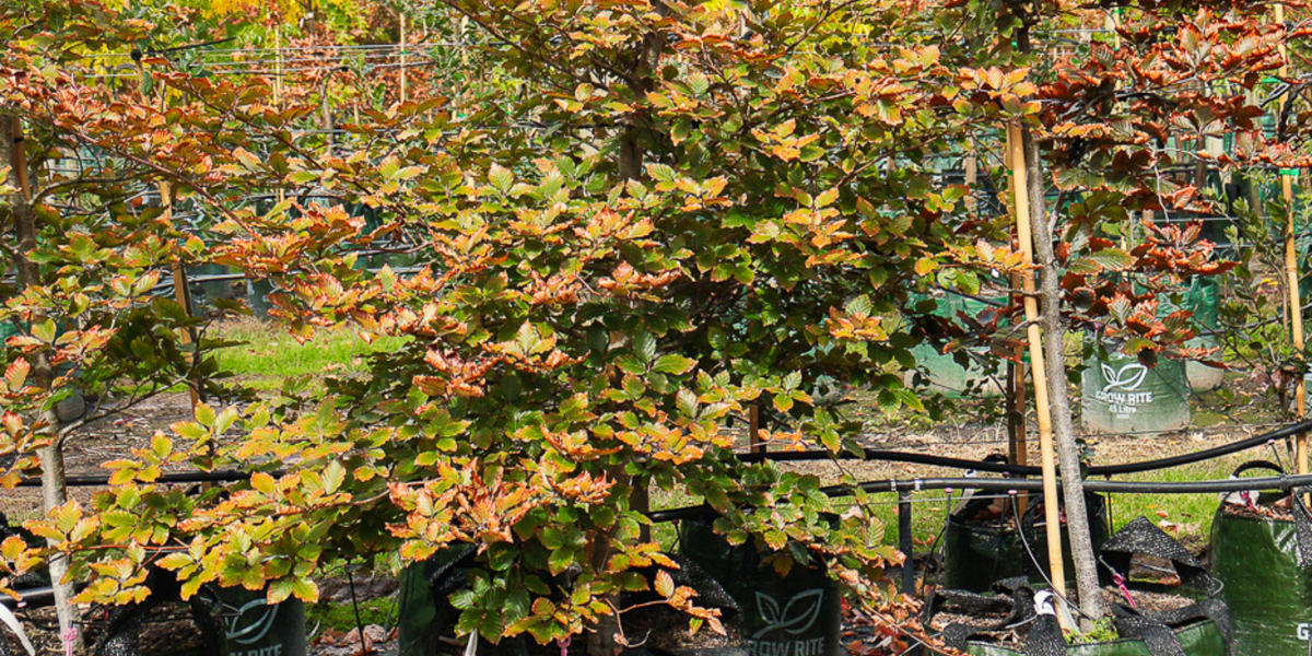 Trees to Reduce Noise Pollution in Urban Areas | Evergreen Trees Direct ...