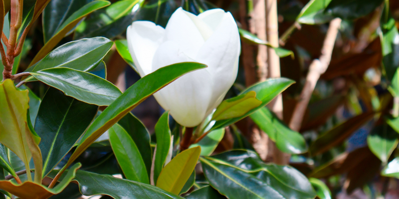 Evergreen Trees That Thrive in Australia’s Varied Climates - Evergreen ...