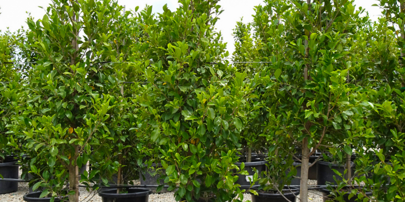 How to Design a Formal Garden With Ornamental Trees