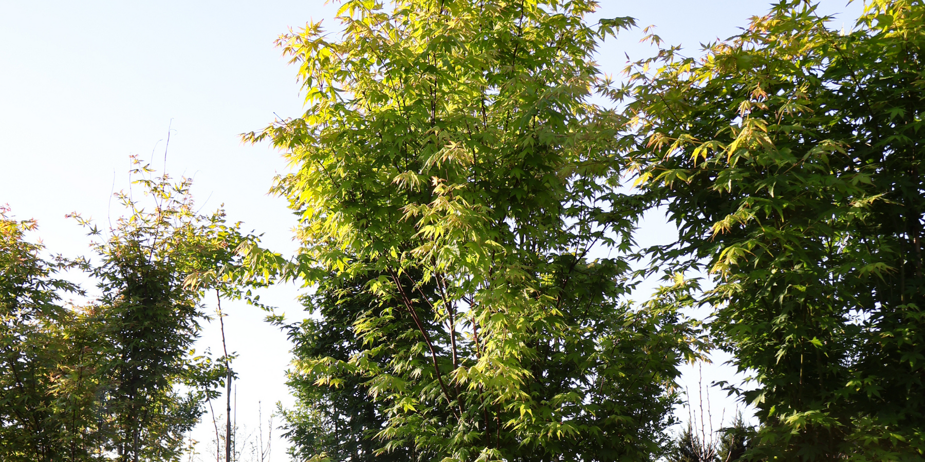 How to Plant Trees for Effective Windbreaks and Shelterbelts