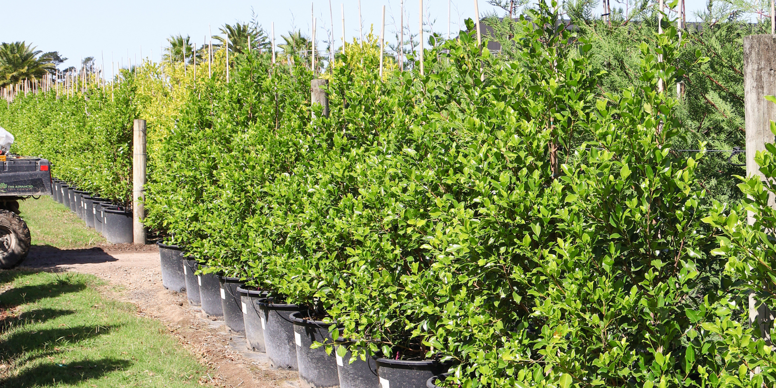 Maximizing Privacy with Tall Hedging Trees - Evergreen Trees Direct