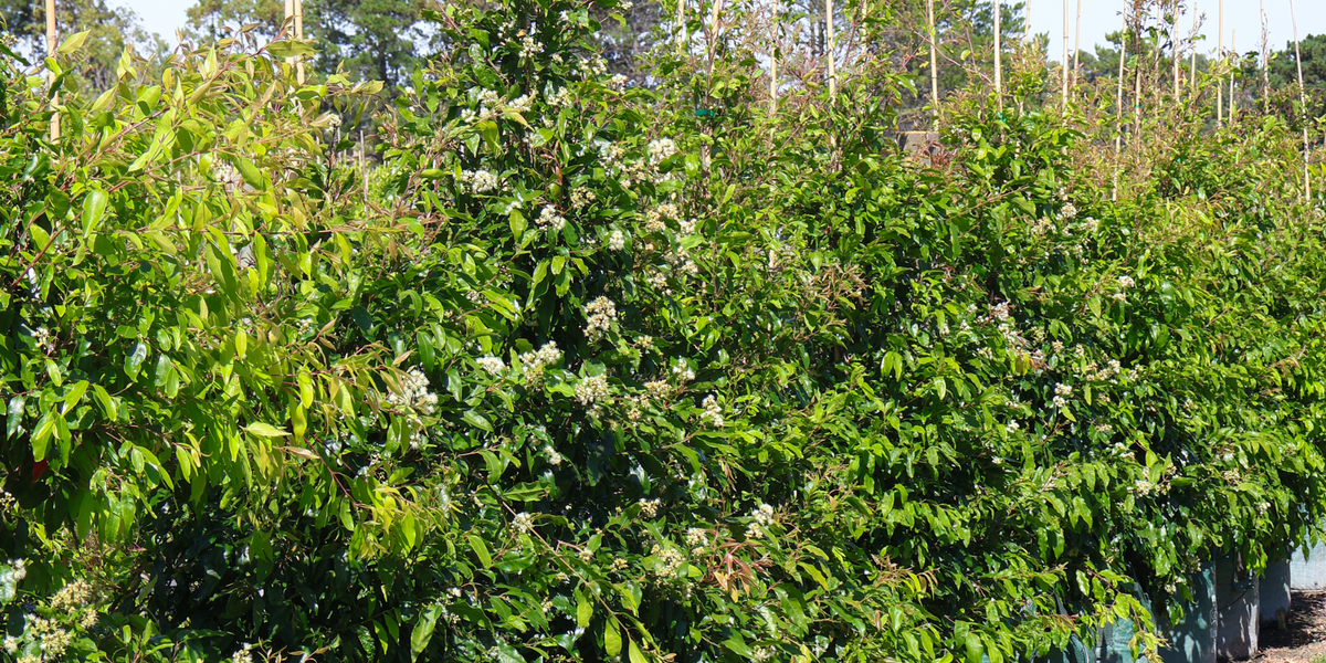 Why You Should Consider Multi-Stem Trees for a Unique Garden Aesthetic