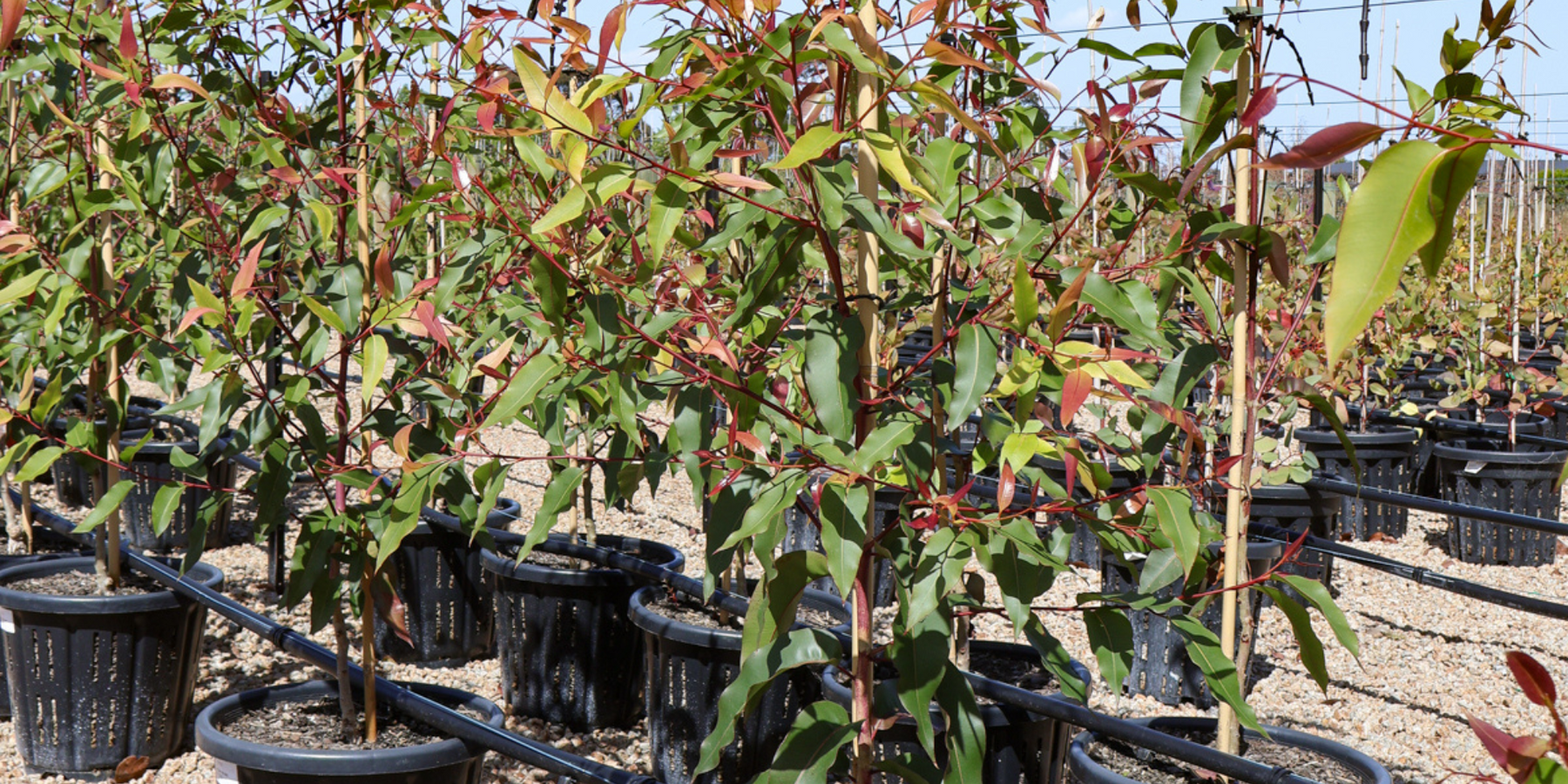 Creating a Garden to Withstand Australia's Climate Extremes: Resilient ...