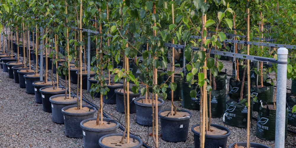 Trees for Adding Autumn Color to Your Garden | Evergreen Trees Direct