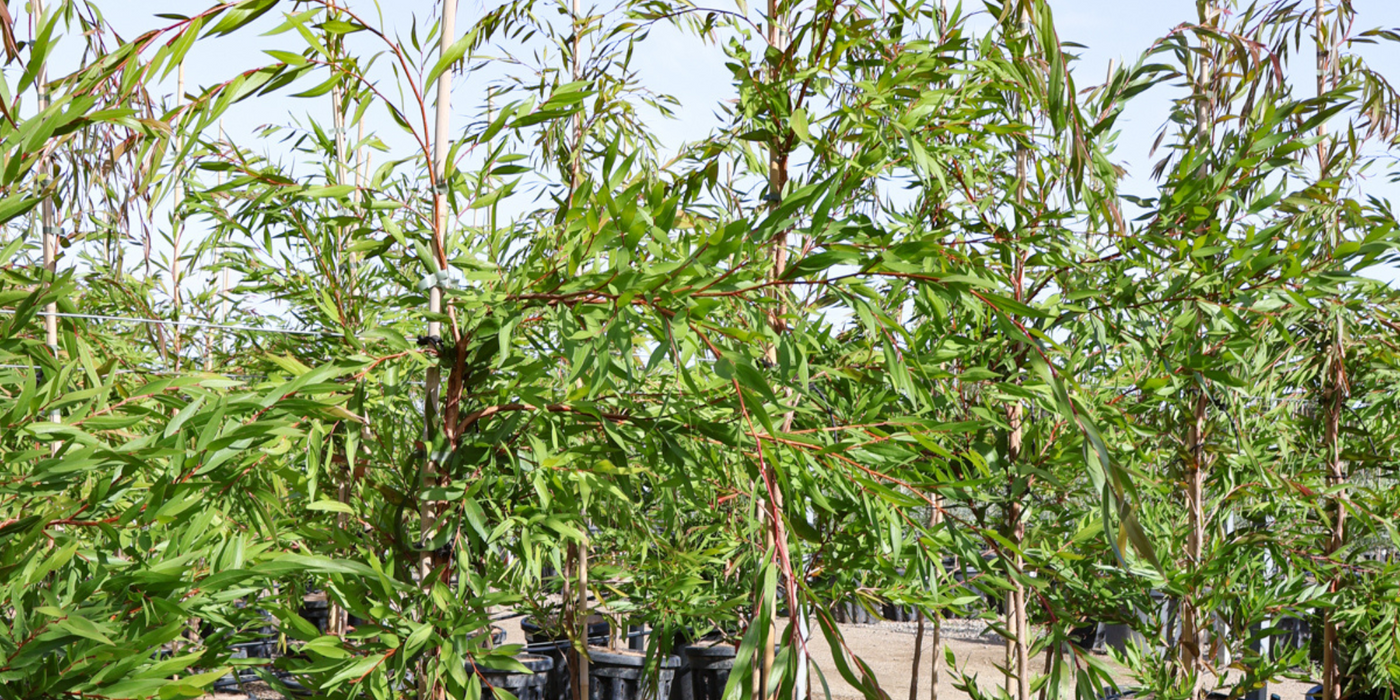 How to Plant Trees for Effective Windbreaks and Shelterbelts ...