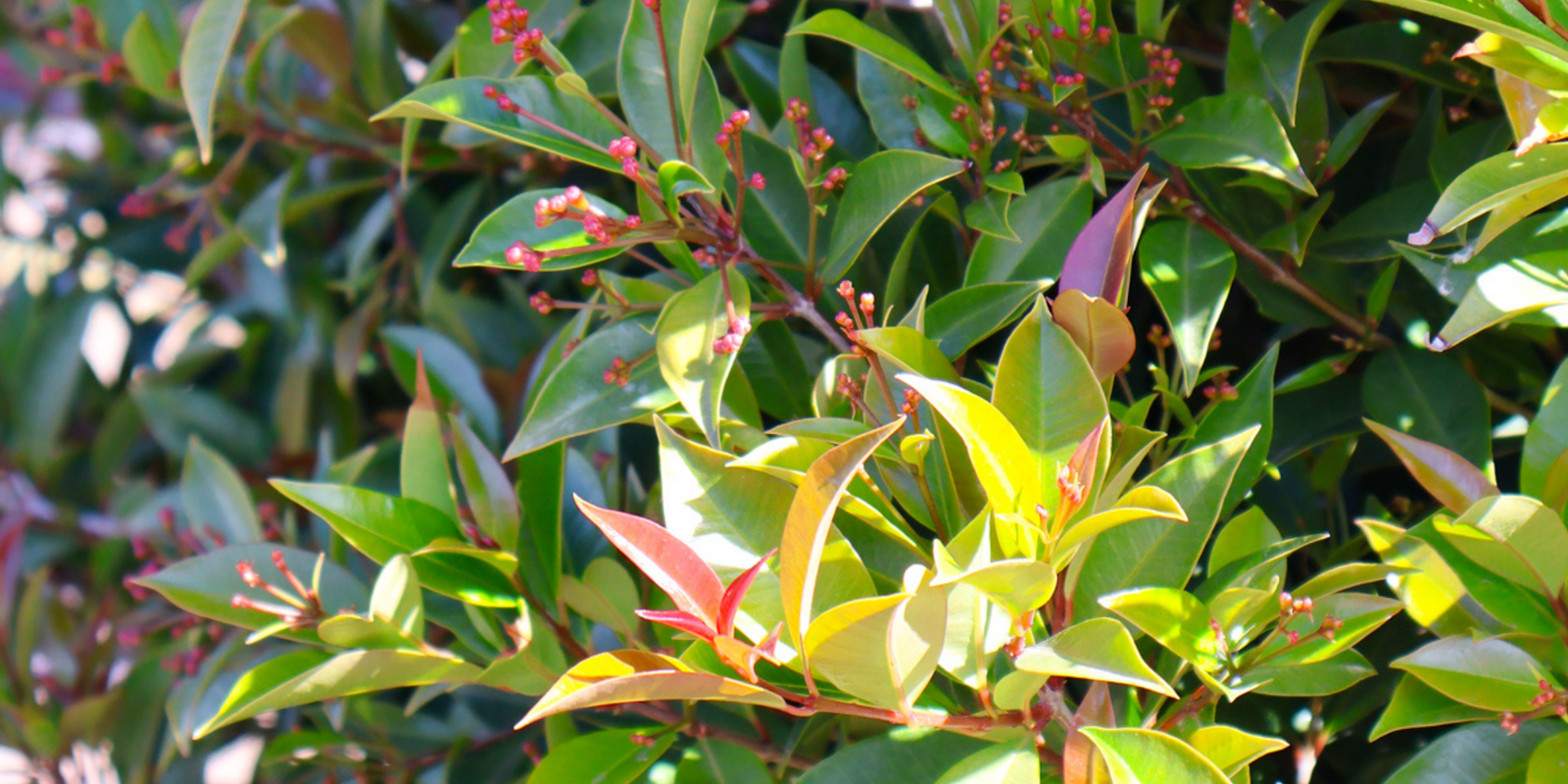How to Create Privacy in Your Backyard with Evergreen Trees - Evergreen ...
