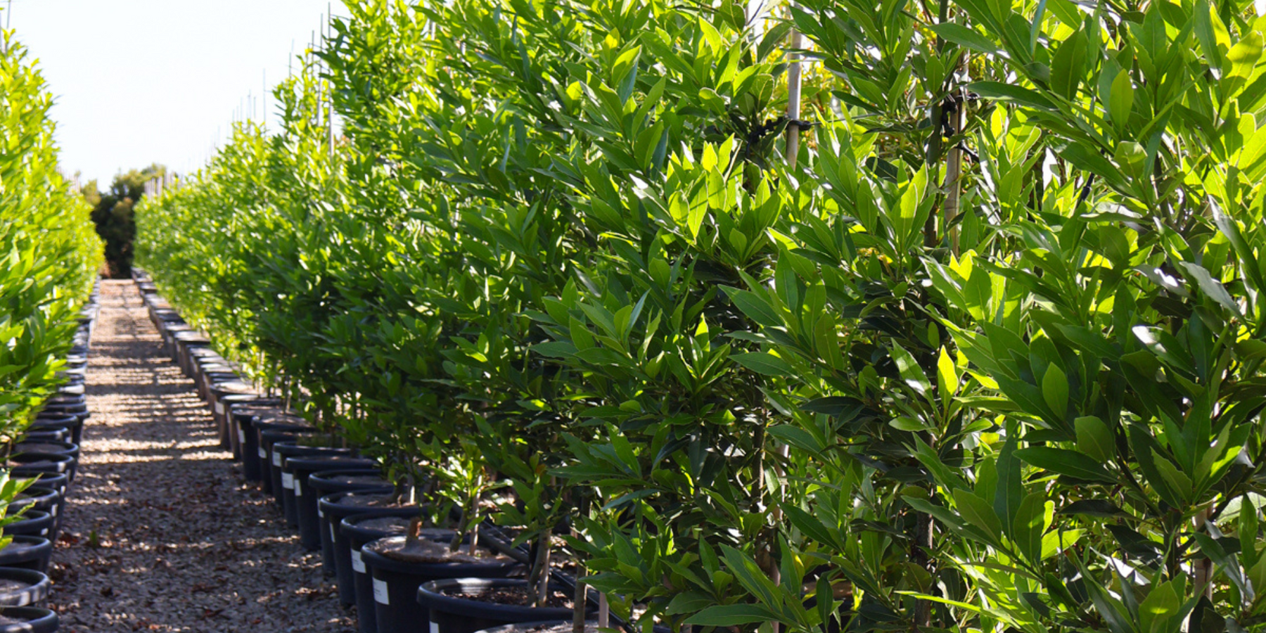 How to Plant Trees for Effective Windbreaks and Shelterbelts