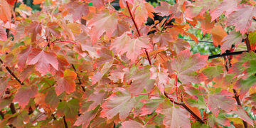 Best Trees to Plant Along Driveways and Property Borders | Evergreen ...