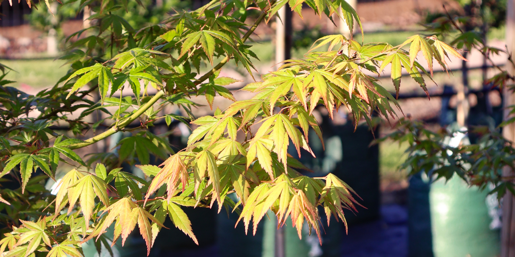 The Best Trees for Coastal Gardens in Australia