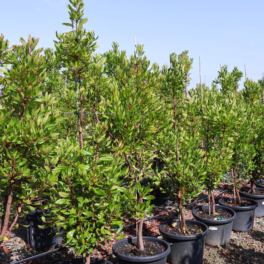 Top 10 Trees for Avenue and Driveway Planting - Evergreen Trees Direct