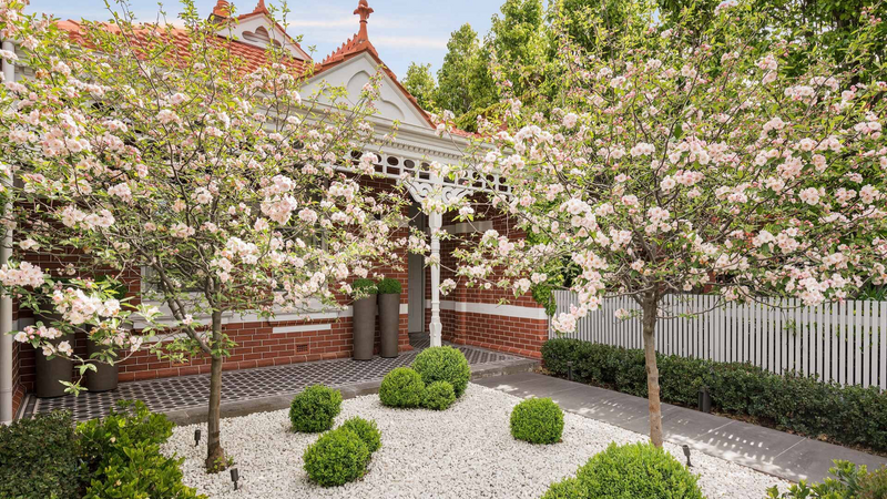 The Best Feature Trees for Small Areas | Evergreen Trees Direct