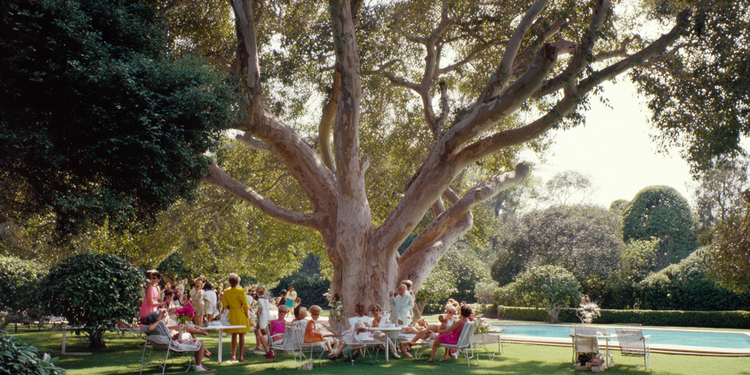 Australian Native Trees for Sale - Evergreen Trees Direct