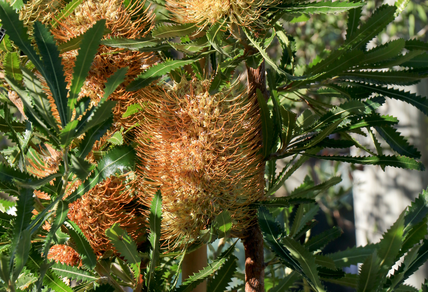 Banksias - Evergreen Trees Direct