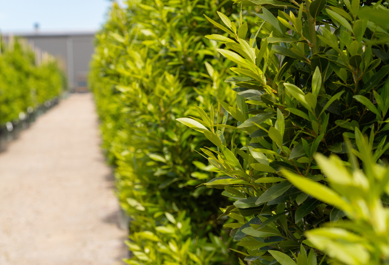Bay Trees (Bay Laurel) - Evergreen Trees Direct