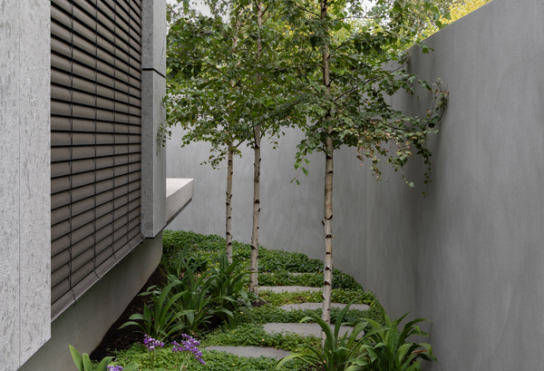 Deciduous Silver Birch Trees for Sale - Evergreen Trees Direct