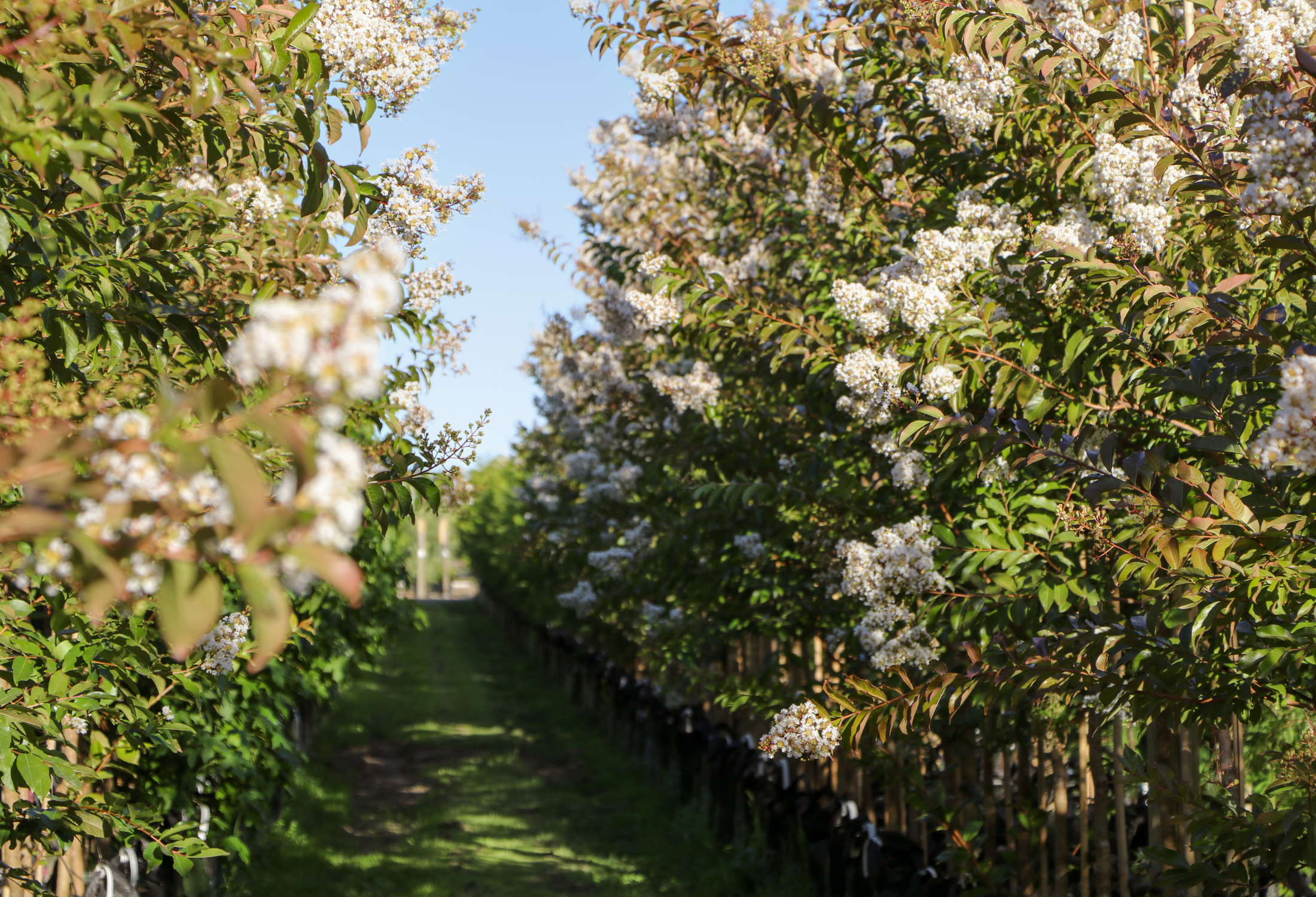 Flowering Trees