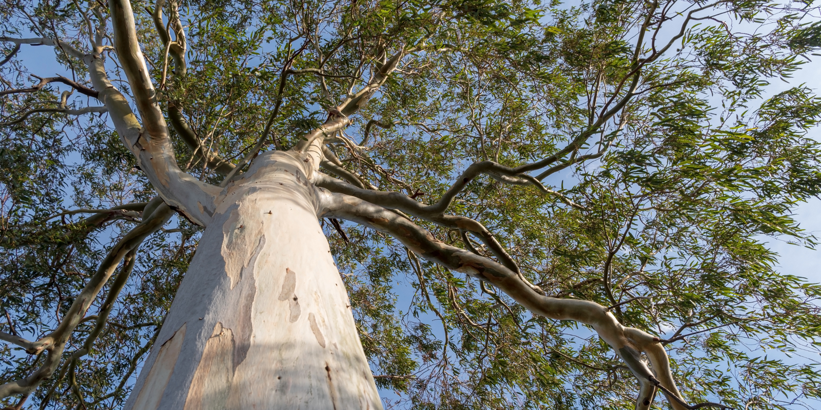 Fast-growing Australian Native Screening Plants - Evergreen Trees Direct