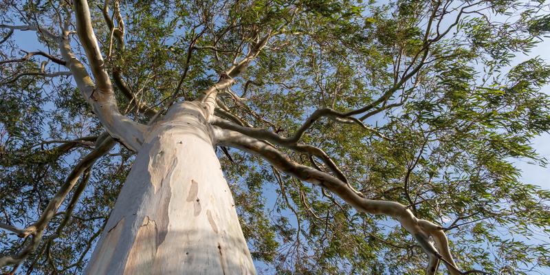 Fast-growing Australian Native Screening Plants | Evergreen Trees Direct