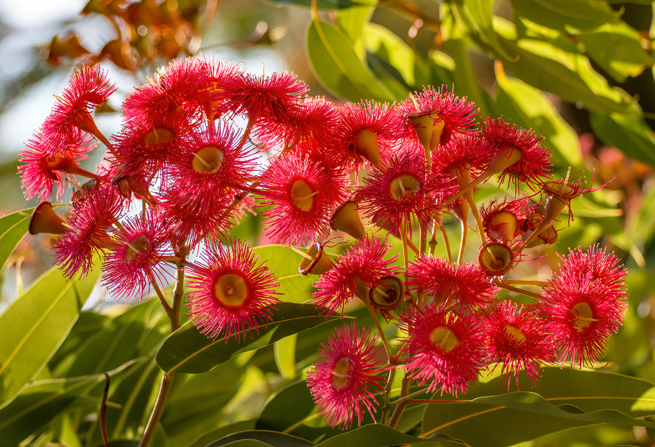 Flowering Gums