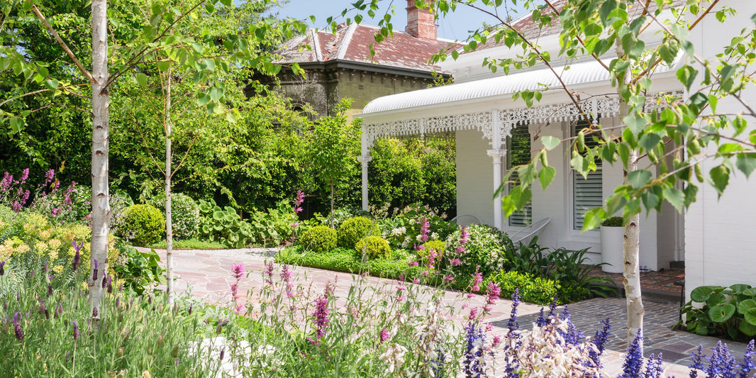 Evergreen Trees Direct - Buy Advanced and Established Trees