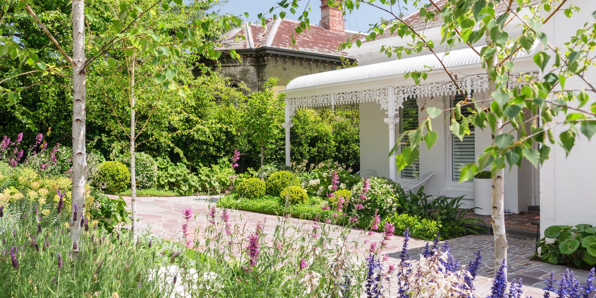 Feature Trees For Sale - Evergreen Trees Direct